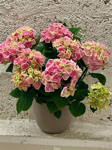 Deep Pink Hydrangea Plant