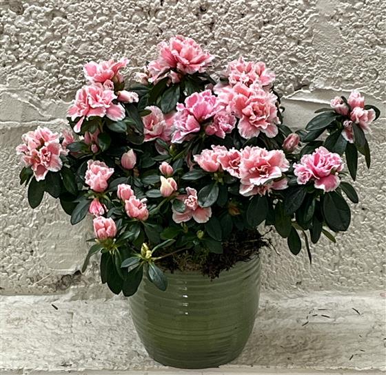 Azalea Plant