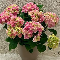 Blu Hydrangea Plant